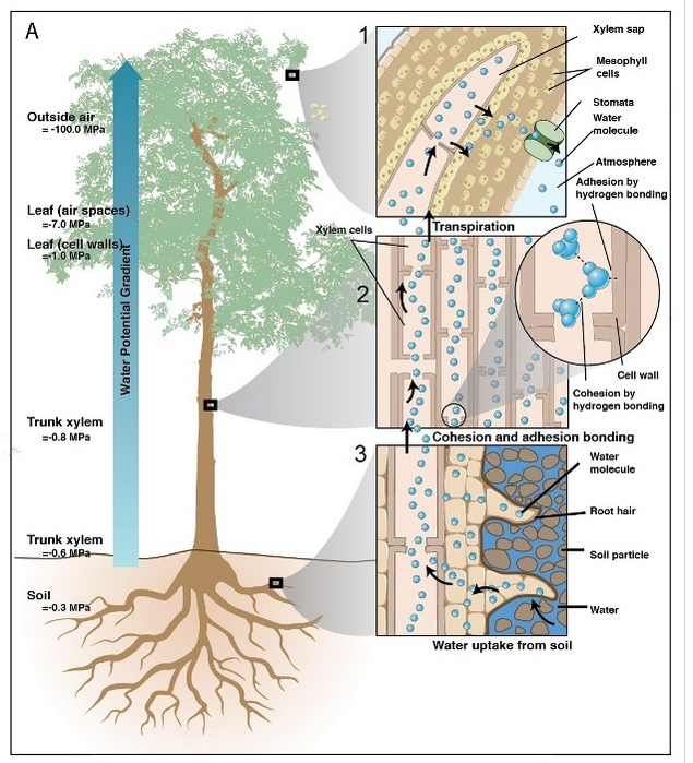How do plants transport water? Part 1: xylem, transpiration and a ...