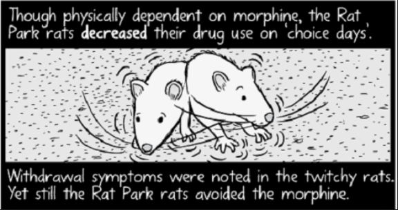 The rat park experiment and the war on drugs | a bonobo humanity?
