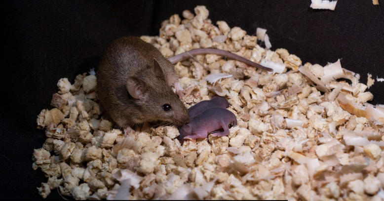 epigenetics and imprinting 5: mouse experiments and chromosome 11 | a ...
