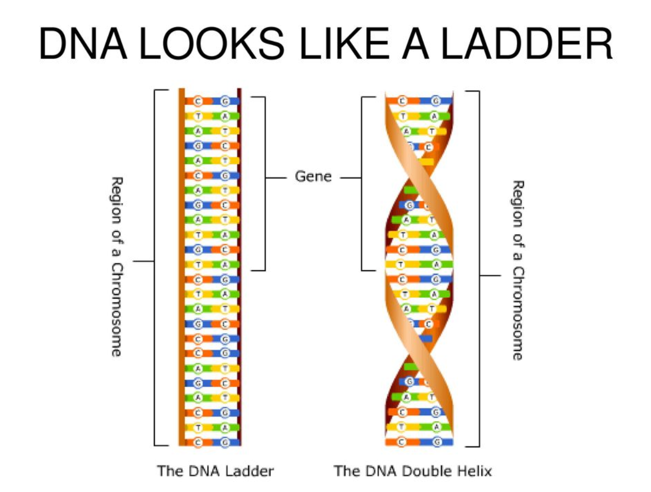 a DNA dialogue 3: two anti-parallel strands | a bonobo humanity?