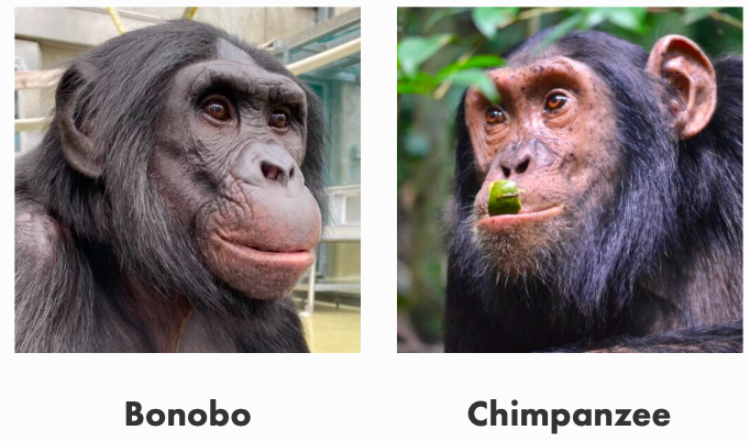 humans and neanderthals and chimps and bonobos | a bonobo humanity?