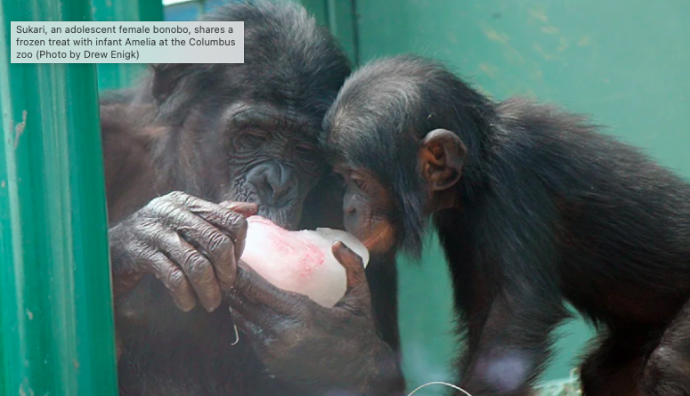 more on ‘evolutionary psychology’, humans and bonobos | a bonobo humanity?