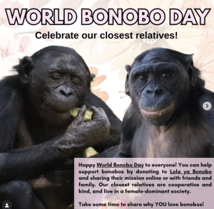 a closer look at bonobos, enfin | a bonobo humanity?